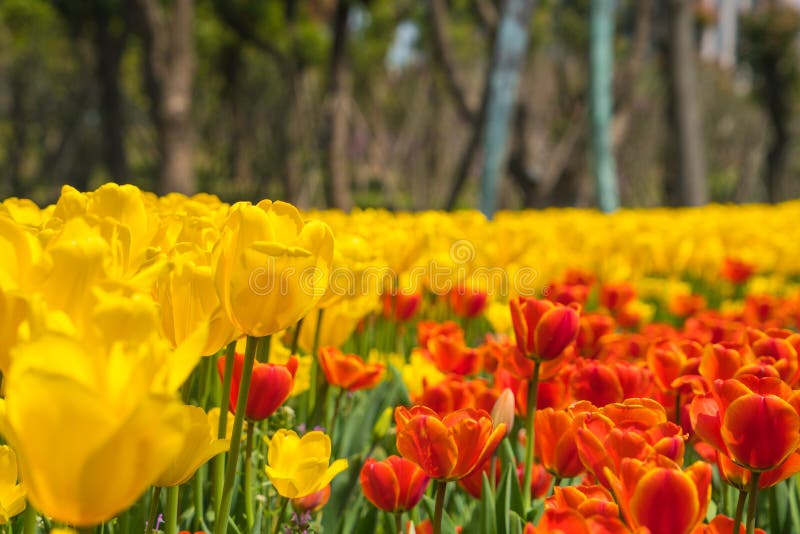 The High Contrast of Yellow and Orange Tulips Garden Stock Image ...