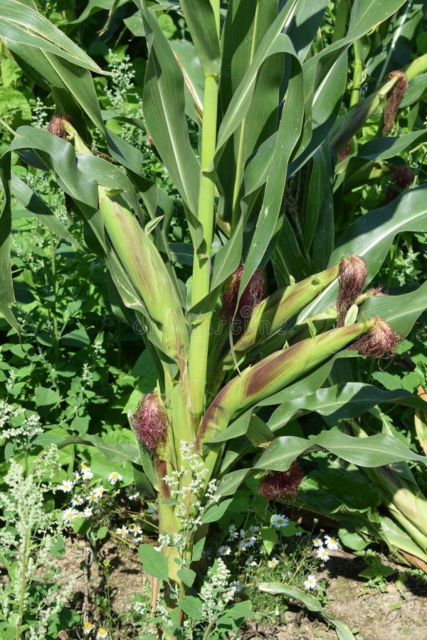 High corn with big fruit stock photo. Image of creeper - 287683036