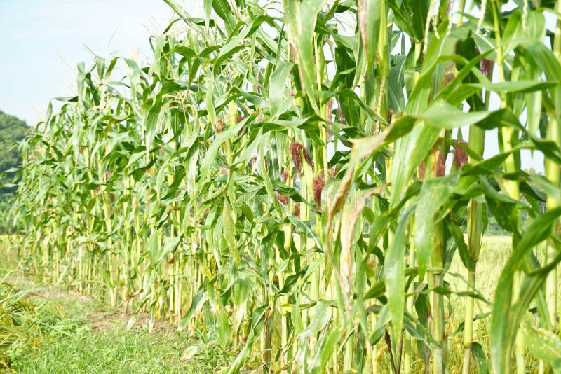 High corn crops on a row stock image. Image of crop - 153603211