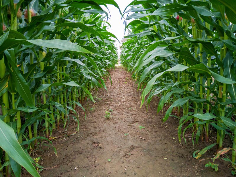 High corn crops on a row stock photo. Image of field - 187979704