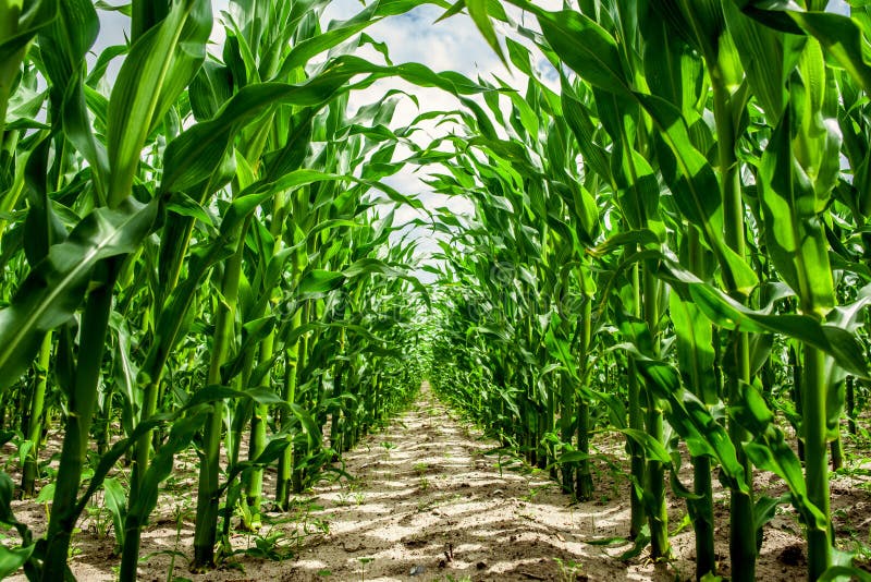 Corn Row on Amish Midwest Farm Stock Image - Image of growing, corn ...