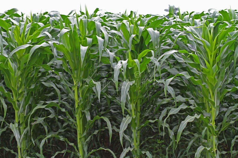 High corn crops stock photo. Image of cloud, farming - 43560244