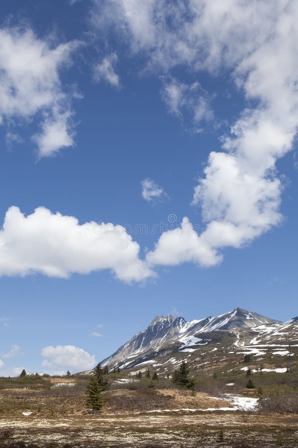 High Country in Spring stock photo. Image of spruce, spring - 55010260