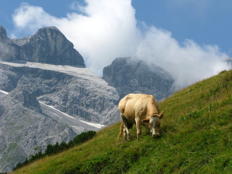 High cow stock photo. Image of mountains, drei, tsagguns - 18598622