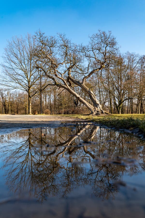 High Crooked Tree Reflected in Small Puddle on Path Stock Photo - Image ...