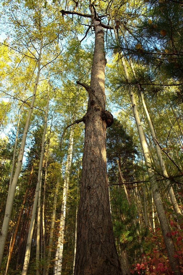 Dead pine trunk stock image. Image of branch, pine, infested - 39467