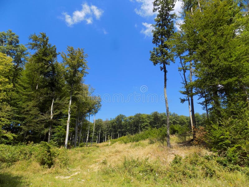 High Deciduous Trees in Deciduous Forest Stock Photo - Image of daytime ...