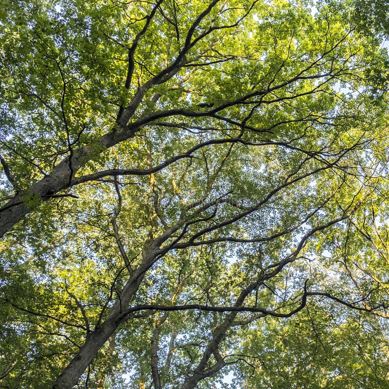 High Deciduous Trees in Deciduous Forest Stock Image - Image of leaf ...