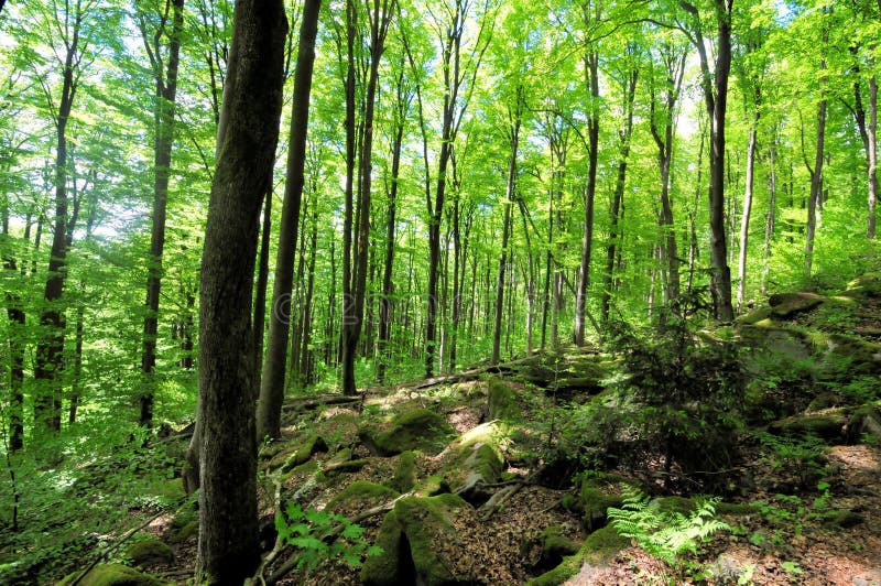 High Deciduous Trees in the Forest with Sunlight Stock Image - Image of ...