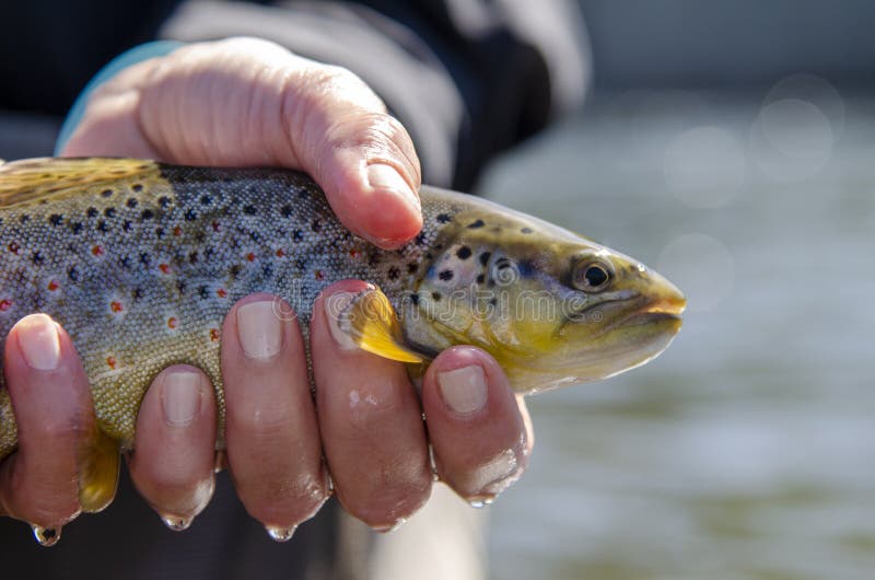 Definition Holding Fish Stock Photos - Free & Royalty-Free Stock Photos ...