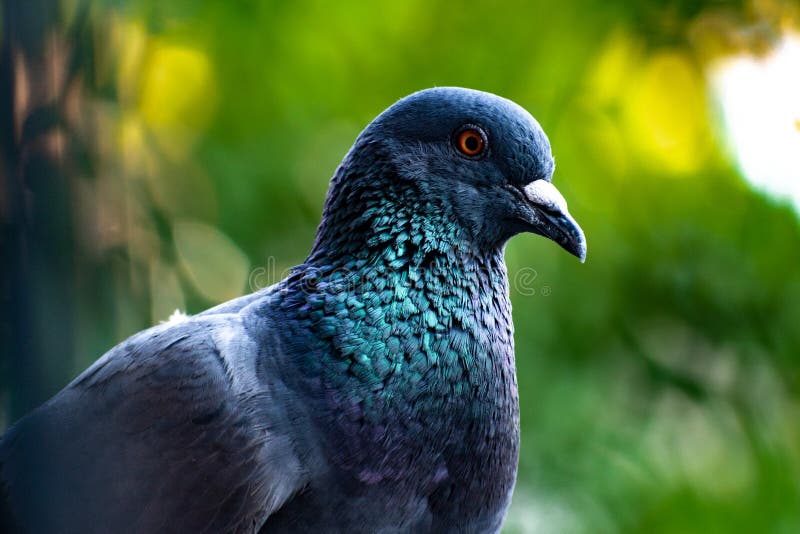 Definition Pigeon Closeup Stock Photos - Free & Royalty-Free Stock ...
