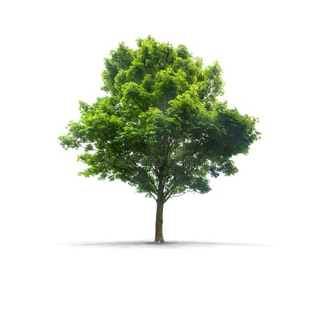 High Definition Tree Isolated on a White Background Stock Photo - Image ...