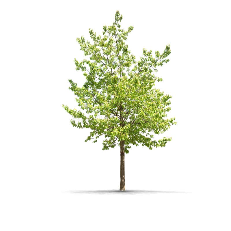 High Definition Tree Isolated on a White Background Stock Image - Image ...