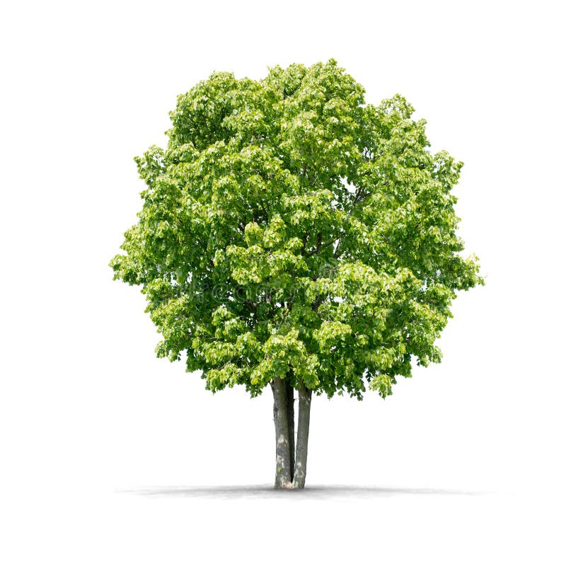 High Definition Tree Isolated on a White Background Stock Image - Image ...
