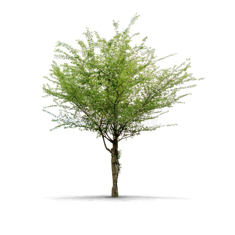 High Definition Tree Isolated on a White Background Stock Image - Image ...
