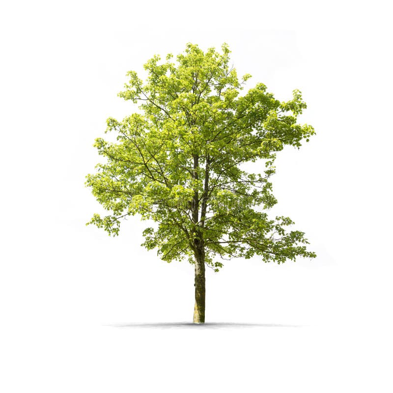 Beautifull Green Tree on a White Background in High Definition Stock ...