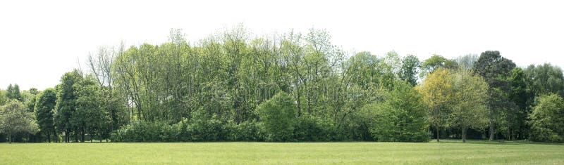 High Definition Treeline Isolated on a White Background Stock Image ...