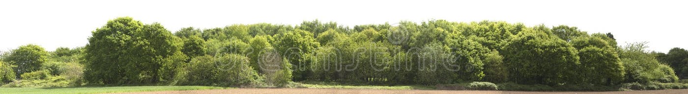 363 Rainforest Treeline Stock Photos - Free & Royalty-Free Stock Photos ...