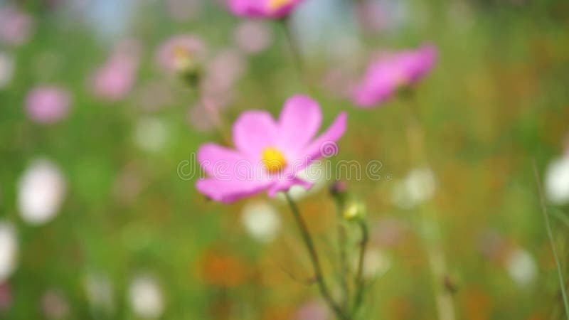 Real Footage of Various Flowers in Fresh High Definition Video Material ...