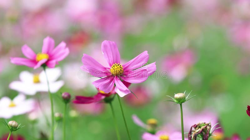 Real Footage of Various Flowers in Fresh High Definition Video Material ...