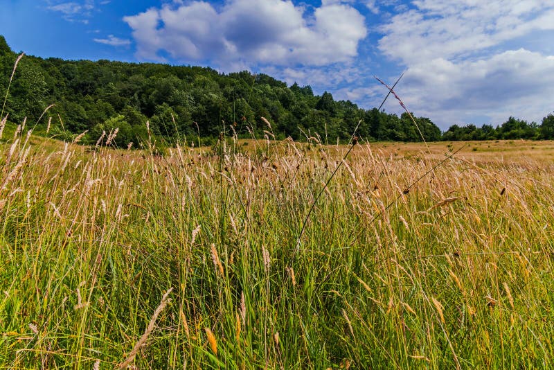 High Dense Grass Growing in a Meadow Against a Background of Green ...