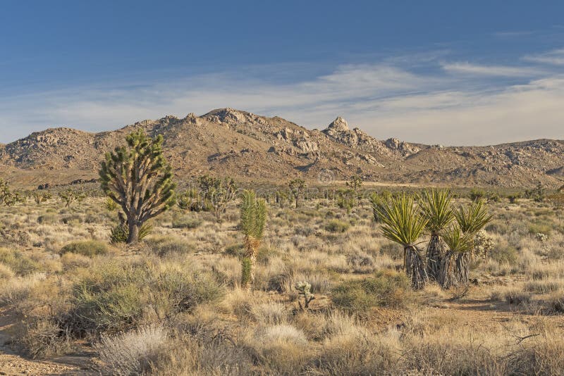 HIgh Desert Flora in the Early Spring Stock Image - Image of remote ...