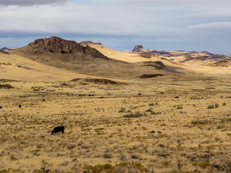 Vegetation on a Desert Hillside Stock Photo - Image of hillside, autumn ...