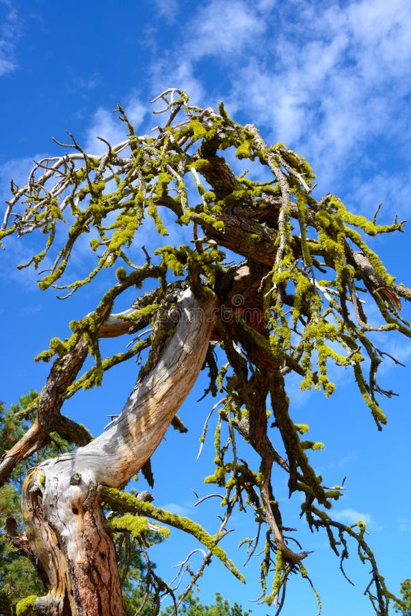 High Desert Oasis Tree with Moss on Dead Branches. Stock Photo - Image ...