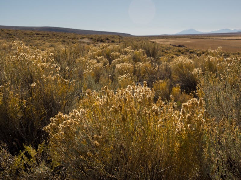 High desert in Oregon stock photo. Image of mountains - 110783060
