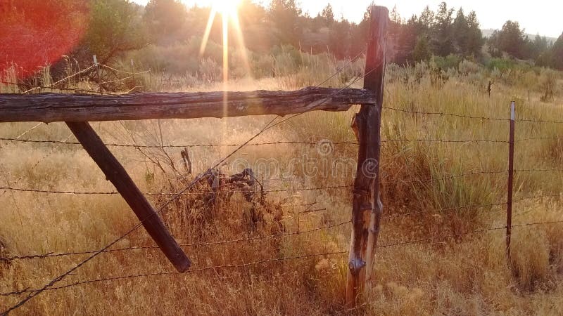 High Desert sage stock image. Image of central, sage - 97740487