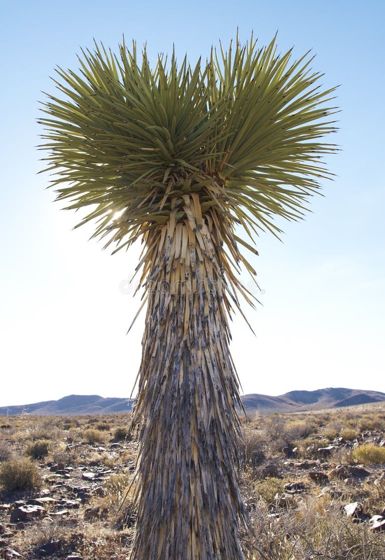 11,334 Yucca Tree Stock Photos - Free & Royalty-Free Stock Photos from ...