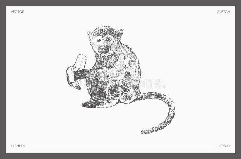 Hand Monkey Realistic Stock Illustrations – 739 Hand Monkey Realistic ...