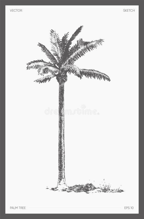High Detail Vintage Grand Fir Tree, Drawn, Vector Stock Vector ...