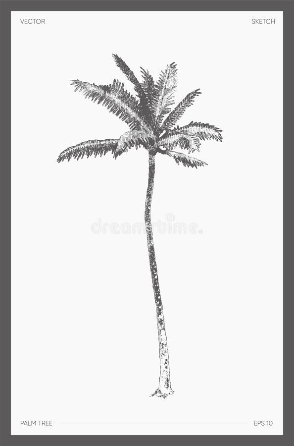 High Detail Vintage Grand Fir Tree, Drawn, Vector Stock Vector ...