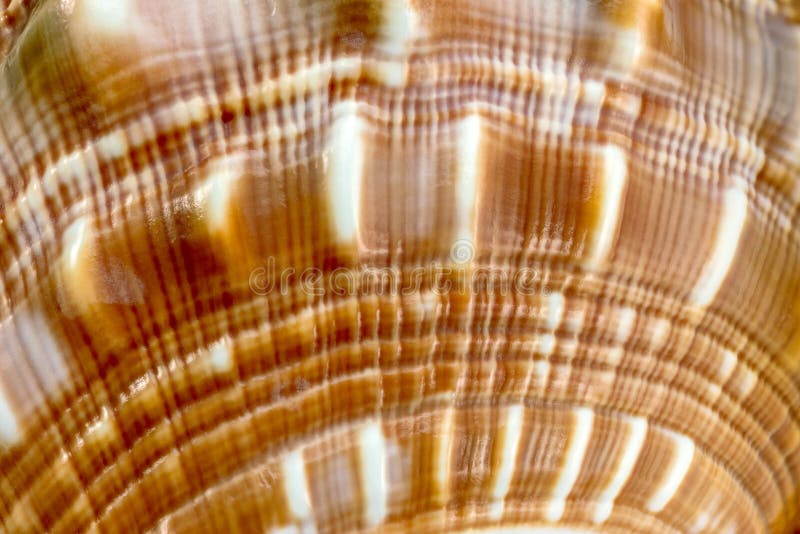 High-detailed Cockleshell Background. Macro Stock Image - Image of ...