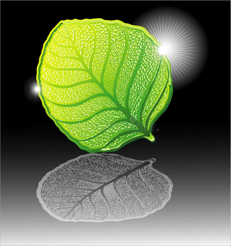 Autumn Foliage Leaf Icons Set Stock Vector - Illustration of bright ...