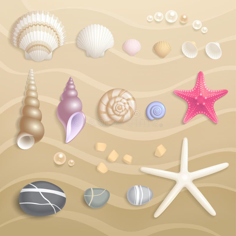Seashell set stock vector. Illustration of pearl, summer - 20342345