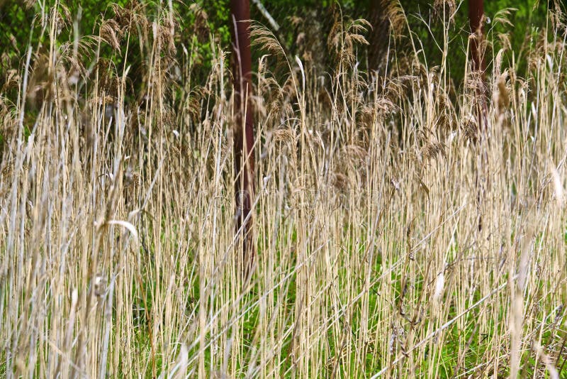High Dry Grass in Autumn General Plan Color Stock Photo - Image of ...