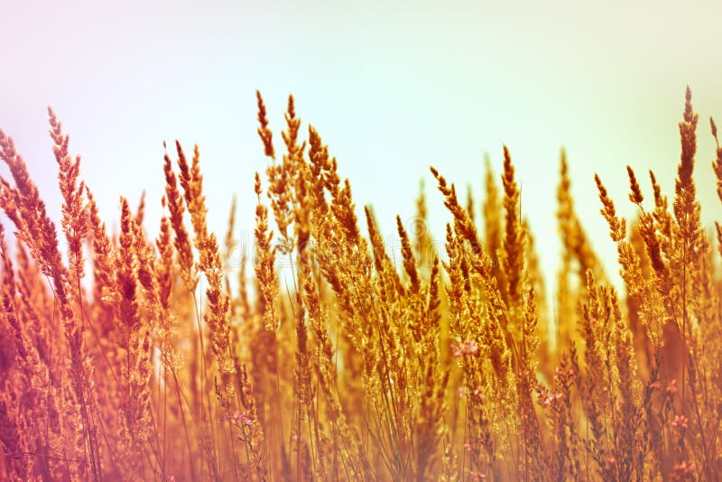 High dry grass stock image. Image of drygrass, nature - 36300501