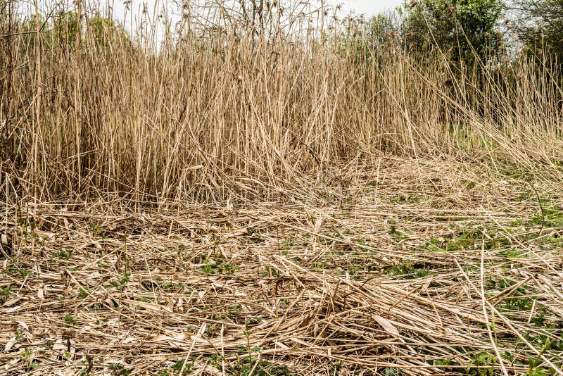 Long Dry Grass As Background Stock Photo - Image of background, field ...