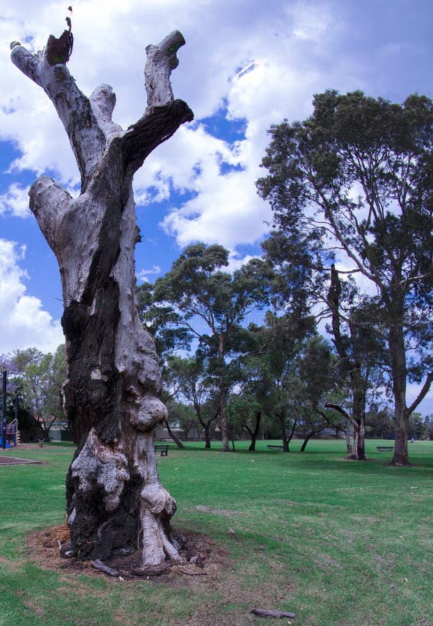 Dead Tree Trunk in a Sydney Park Australia Stock Photo - Image of aged ...