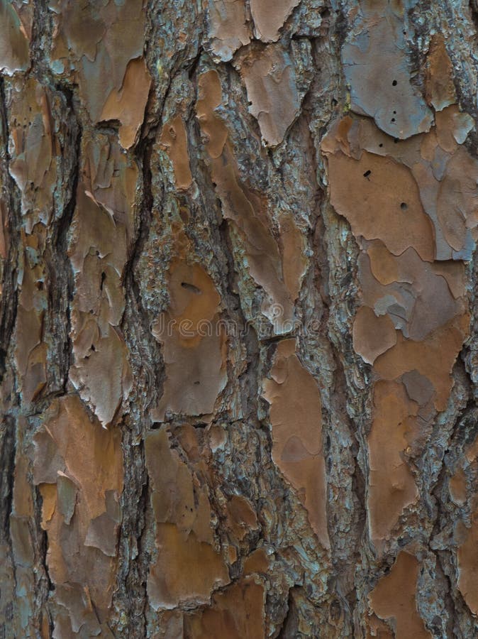 High Dynamic Range Photo of Long Needle Pine Bark Stock Image - Image ...
