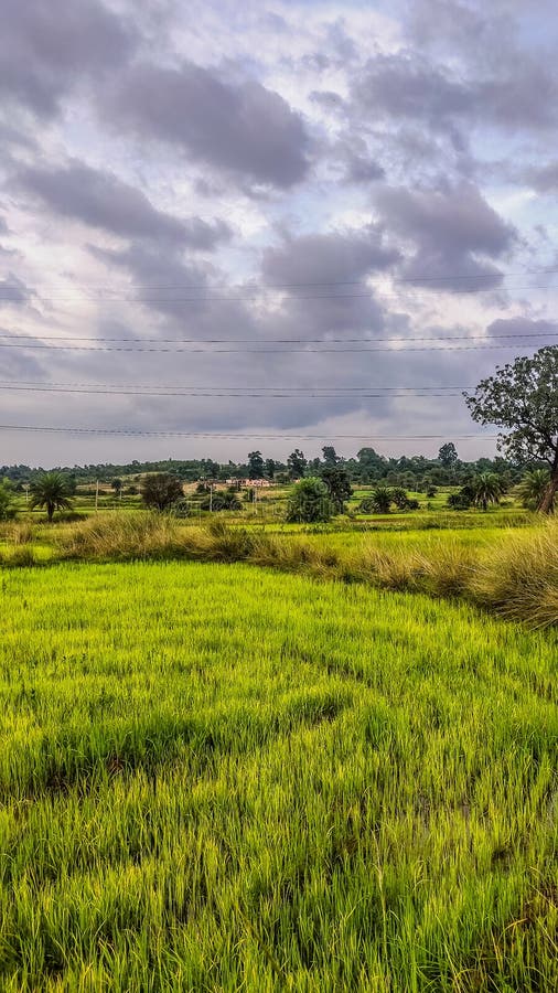 High Dynamic Range View of Corn Field with Black Clouds in Sky Stock ...
