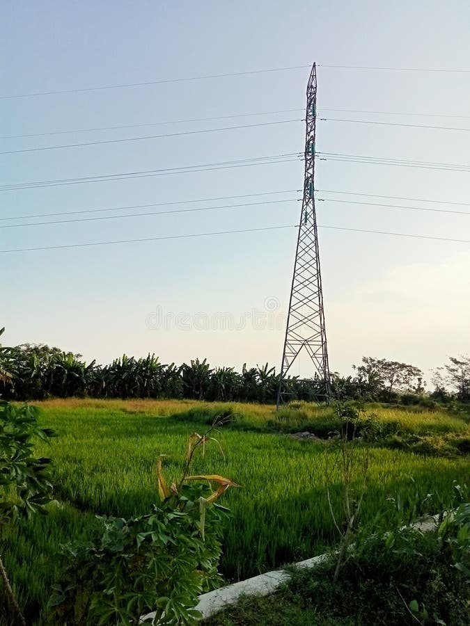 High Electric Tower in Rice Crop Field Stock Photo - Image of electric ...