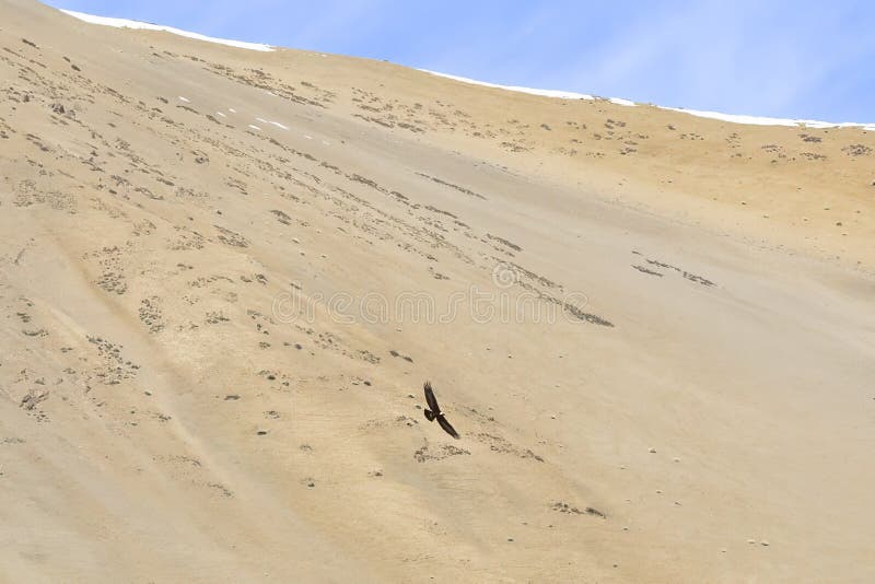 Snow Lined Sandy Himalayan Mountain with Golden Eagle in Flight Stock ...