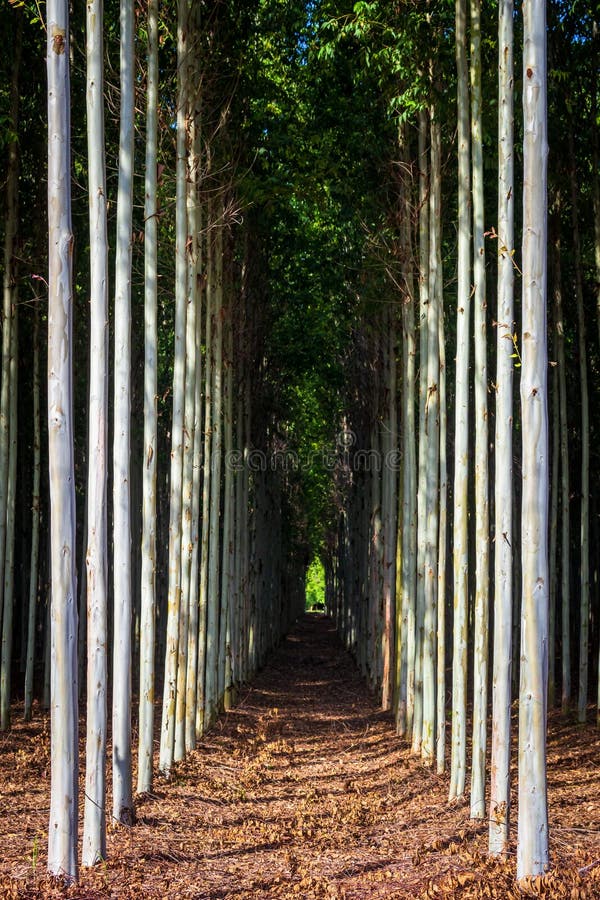 Eucalyptus forest stock image. Image of tropical, thailand - 20311017