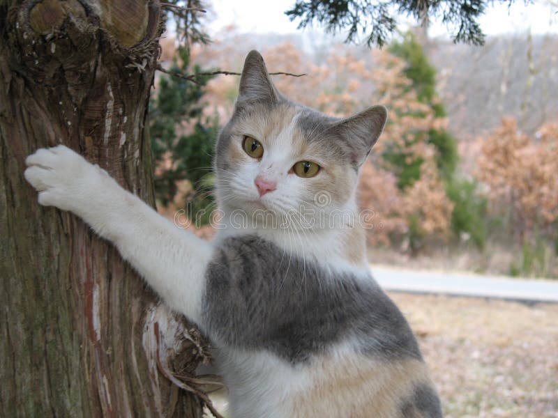 High Feline stock photo. Image of feline, eyes, kitten - 400048