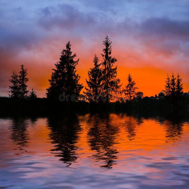 High Fir Tree Silhouette Reflected in Water at the Dramatic Sunset ...
