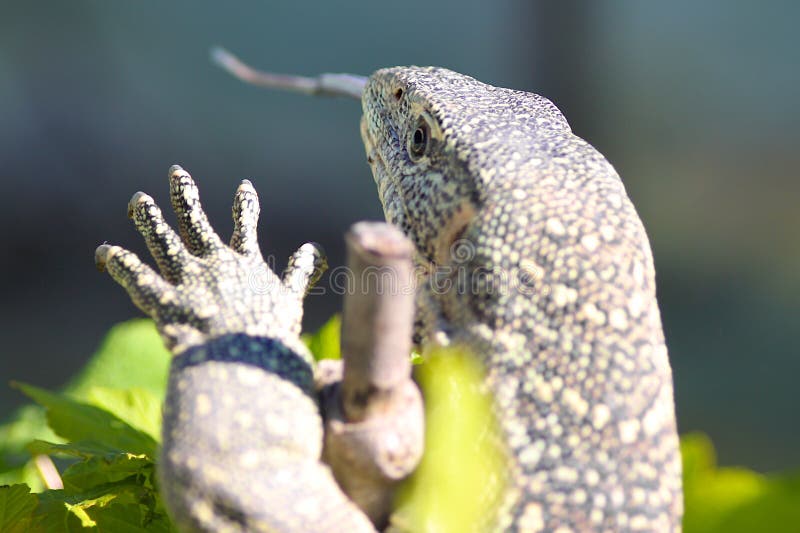 High Five! stock photo. Image of varanus, reptilia, reptile - 14316902