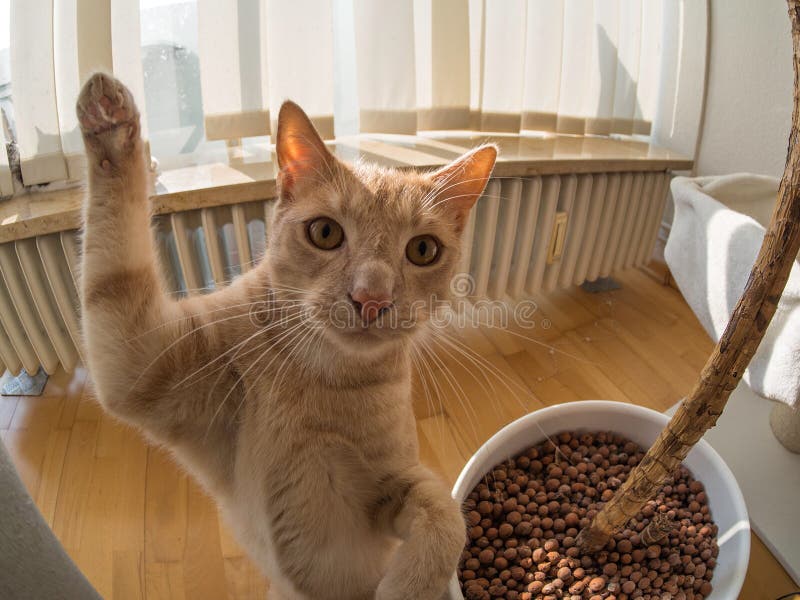 High five of a brown cat stock image. Image of five, breed - 97333493